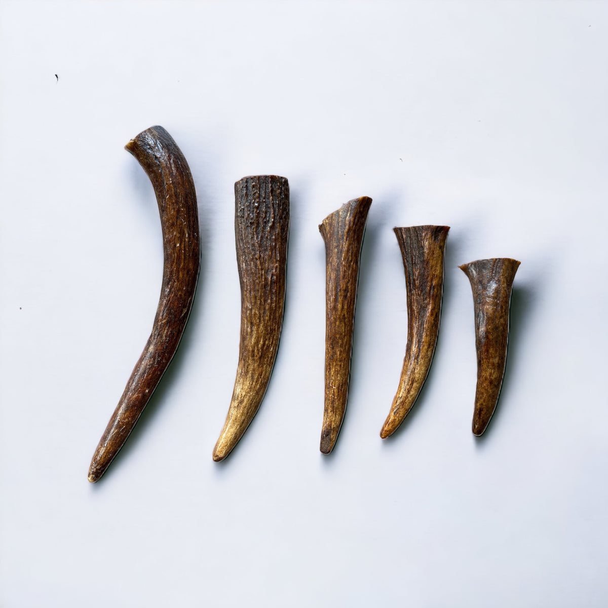 Moose Antler Tines For Dogs - Allagash Antlers – Allagash Antlers