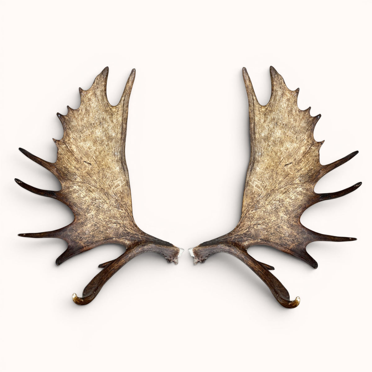Whole Moose Antler Dog Chews | Allagash Antlers – Allagash Antlers