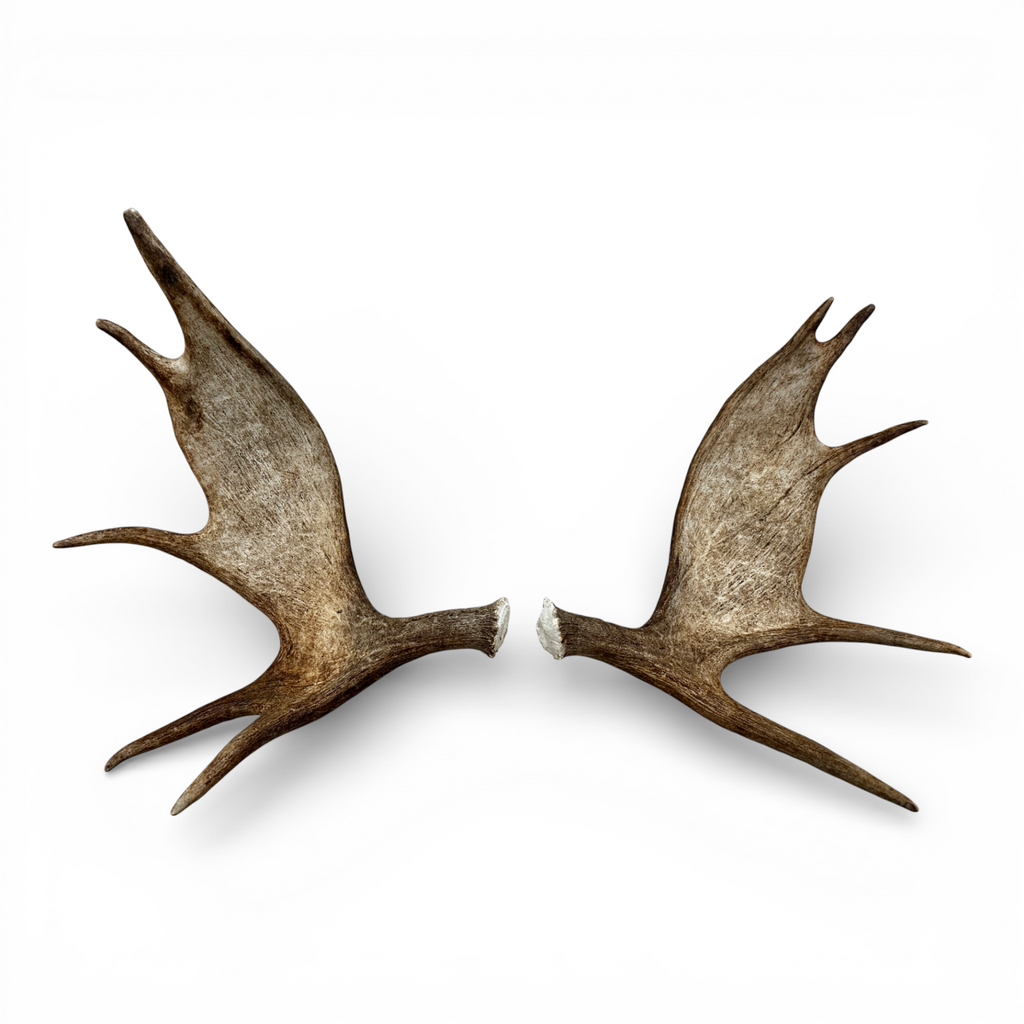 Whole Moose Antler Dog Chews That Last | Allagash Antlers – Allagash ...