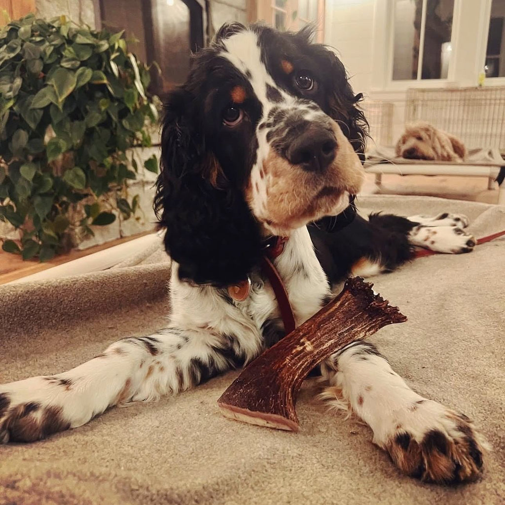Premium Moose Antler Dog Chews – Allagash Antlers